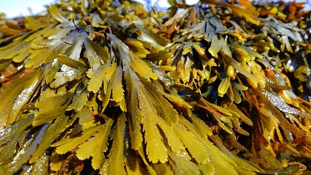 VU researchers help harness the potential of seaweed | Victoria University