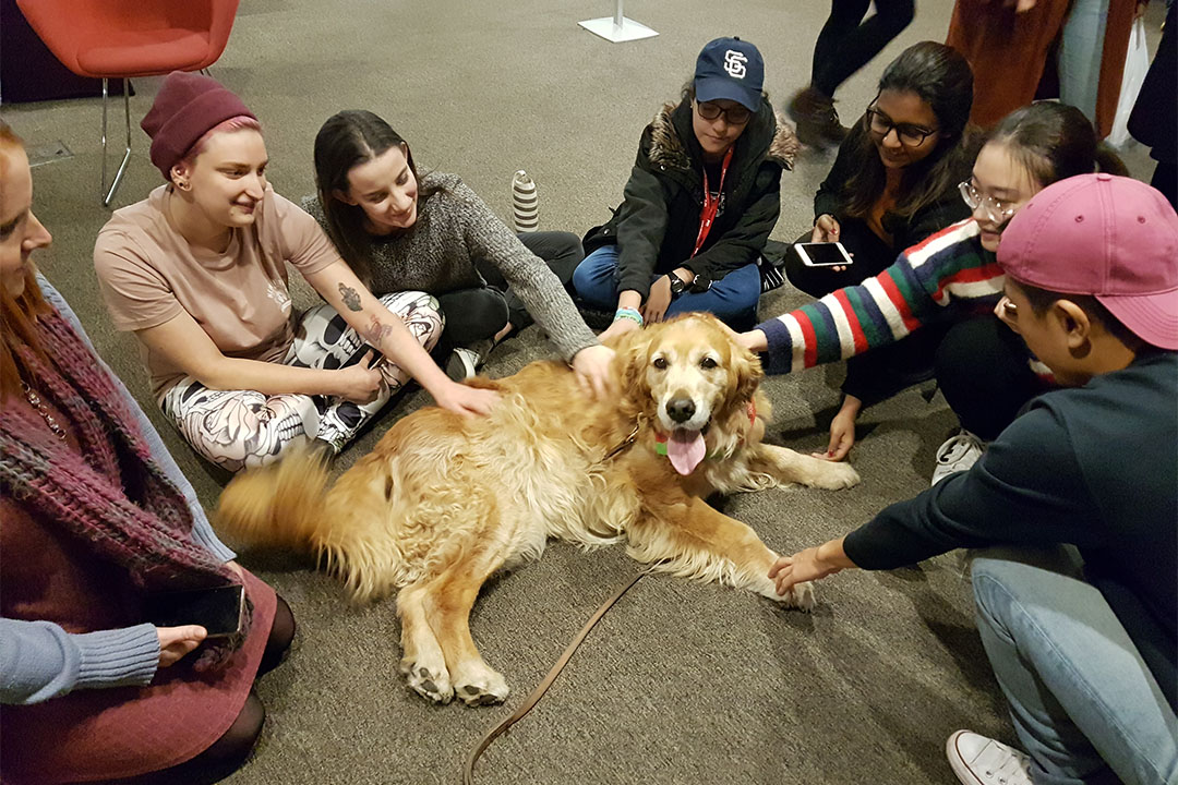 Therapy dogs at City Tower | Victoria University